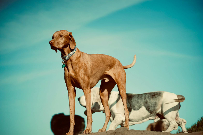 GALLERY - THE K9 TABLE